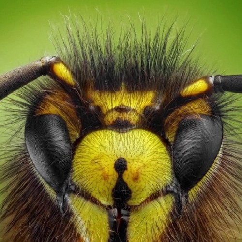 Stream # Lineas de Tiempo-Efecto Mandela : "BEES ARMY" BEE22BUBL4 by ...