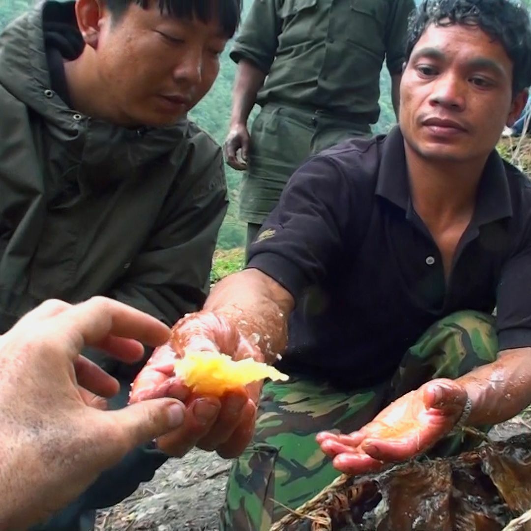 Stream Hallucinogen Honey Hunters Soundtrack by Raphael Treza | Listen online for free on SoundCloud