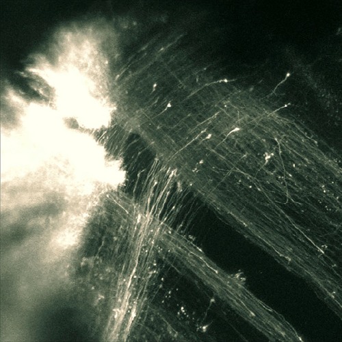 Stream episode Richard Wingate, The Construction of Perceptual Worlds ...