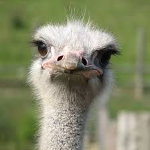 Stream Daydreamin (The Ostrich Song) By: Austin Roberts by Golden ...