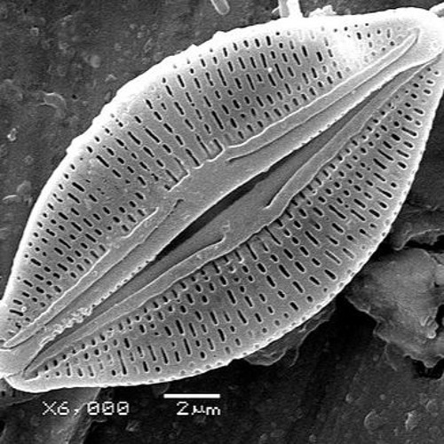 Stream Episode A Peek Into The Sex Lives Of Algae By Scifri Podcast Listen Online For Free On