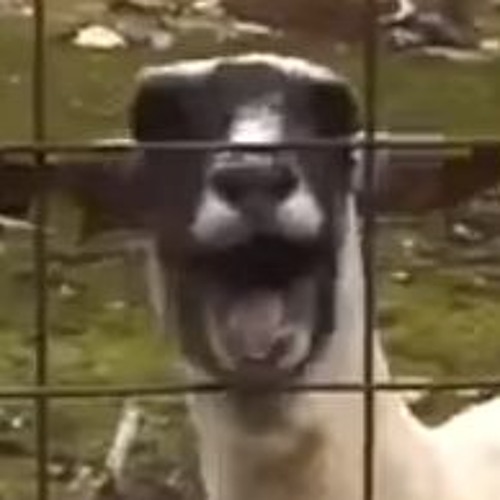 Stream Cabra Gritando by ConejoPromises | Listen online for free on ...