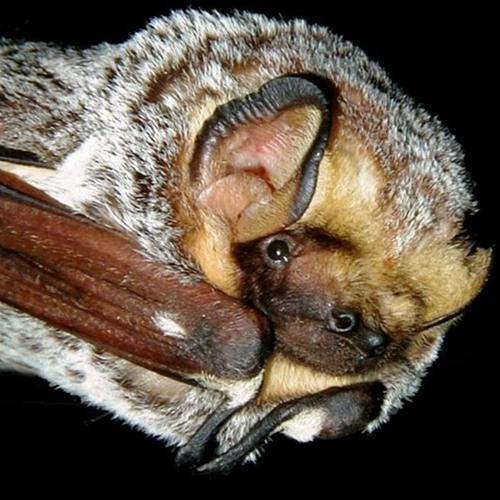 Stream episode Hoary Bat - LASINT 20170705 204356 by Natalie Downe ...