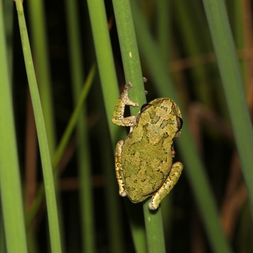 Stream Gray Treefrogs singing back and forth a M2nd apart by Lisa ...