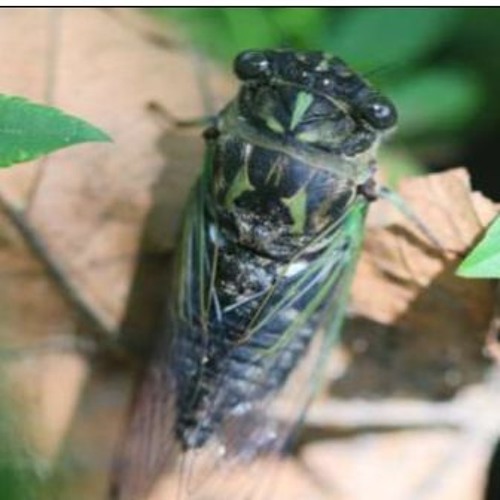 Stream Linne’s Cicada (Neotibicen linnei) by Singing Insects Monitoring ...