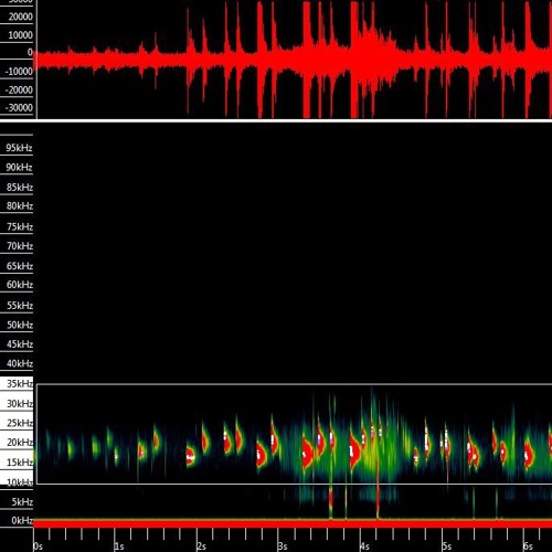 Stream NYCNOC 20170725 213530 Noctule Bat with feeding buzz by montana ...