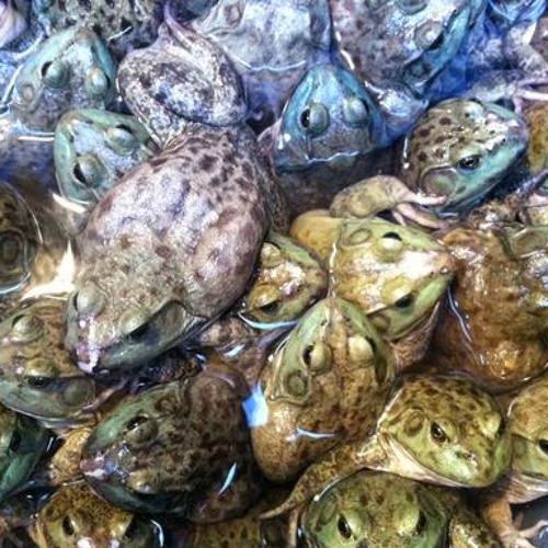 Stream The murder frogs sound like sheep by particledots | Listen ...