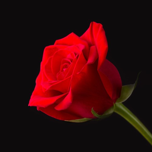 Stream D Rose (Cover) by Lil Pulse Inc | Listen online for free on ...