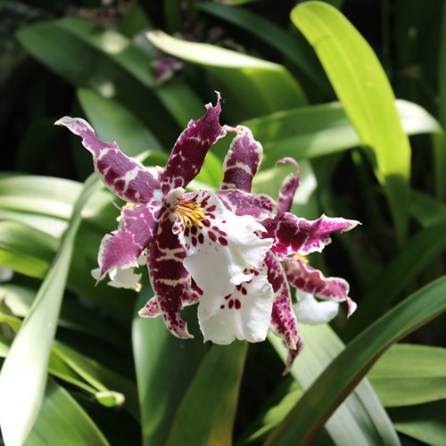 Stream Orchids And Bromeliads by Brett Rutherford | Listen online for ...