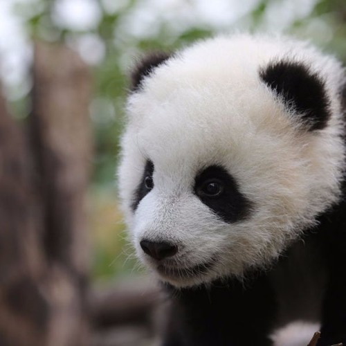 Stream episode The New Pandas by Listen podcast | Listen online for ...