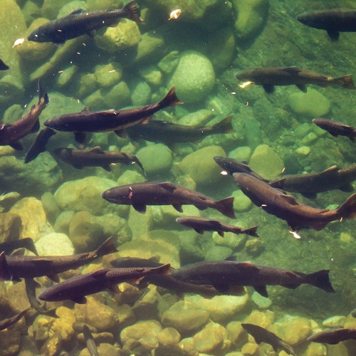 Stream UC Davis Researchers Identify Genetic Differences Between Spring ...