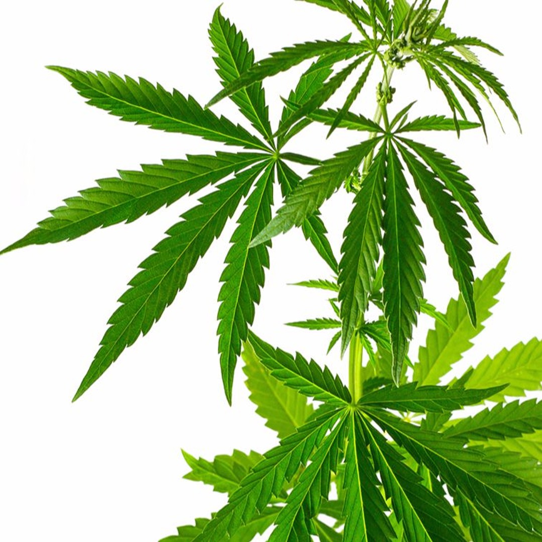 Stream DR. JOHNNY RULLAN HABLA SOBRE EL CANNABIS MEDICINAL PARTE 3 by ...