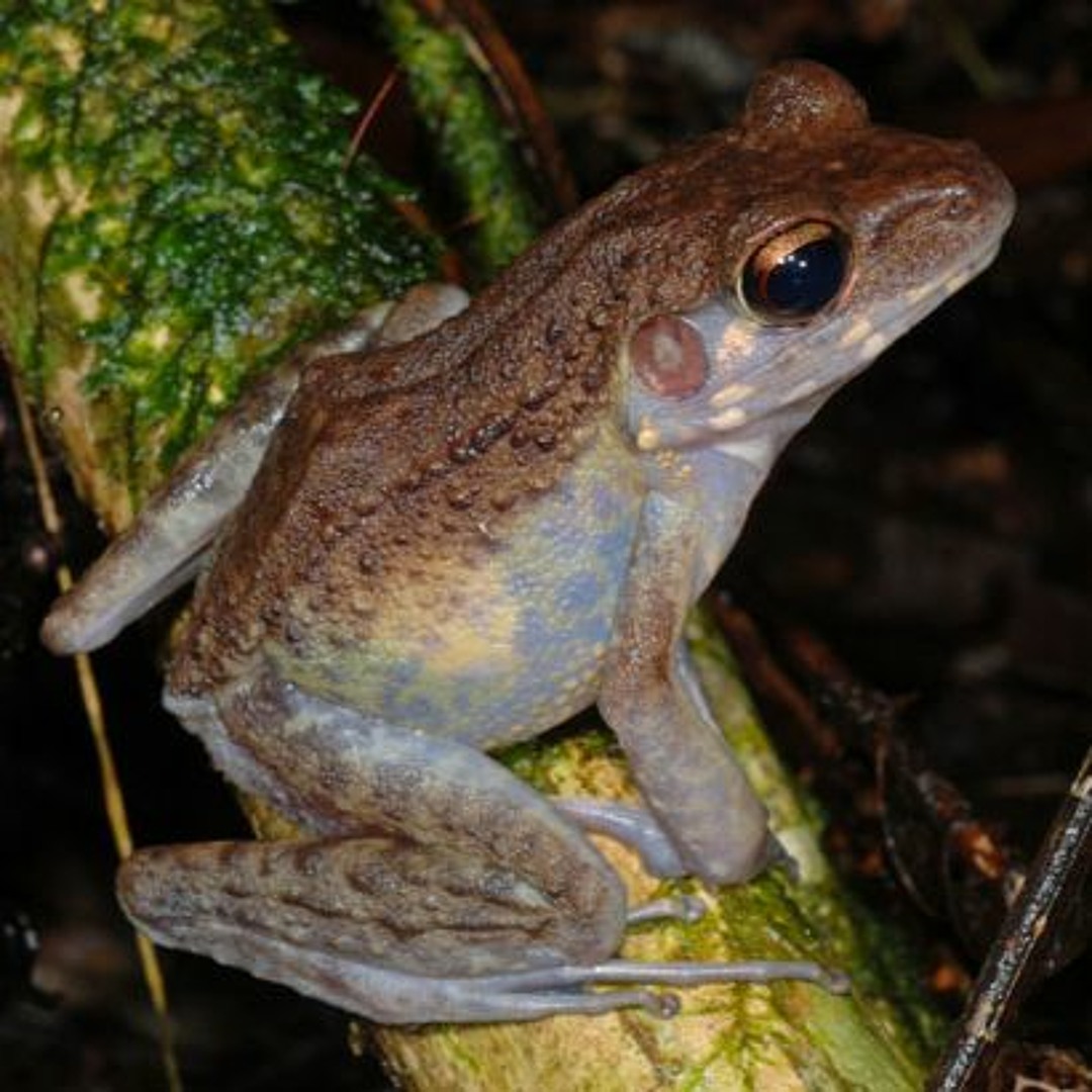 Stream Hylarana baramica (Brown Marsh Frog) by Frog Voices of Borneo ...
