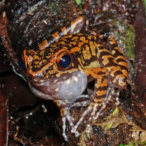 Stream Hylarana picturata (Spotted Stream Frog) by Frog Voices of ...