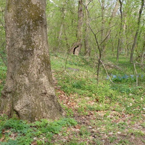 Stream Natural Community: Rich Floodplain Forest by NatureServe ...