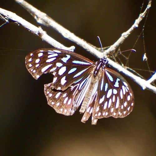 Stream MIDNIGHT HONESTY (REMIX) - Kerrie Garside/Sandy Louise by Kerrie ...