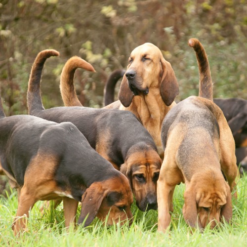 Stream episode Animal Farts: A mighty wind by Brains On! podcast ...