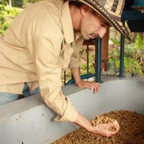 Stream El defecto fenol afecta la calidad del café by Federación ...