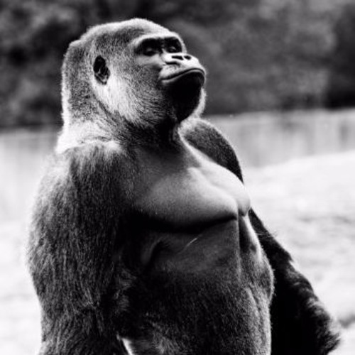 Stream Jungle Bounce by Ed Vos | Listen online for free on SoundCloud