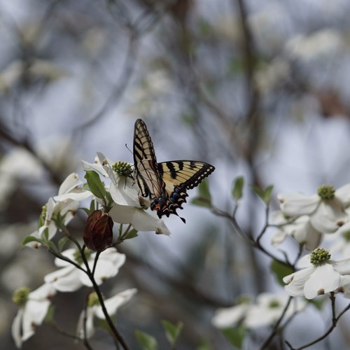 Stream NatureServe | Listen to Explore Natural Communities playlist ...