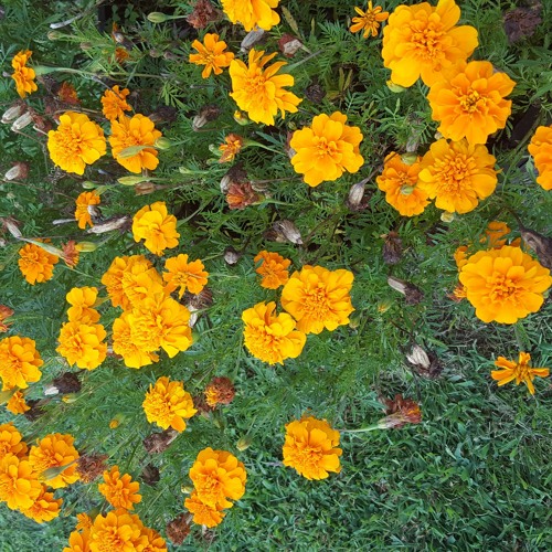 Stream Aware - Front Porch Step (Cover by Carter Hawkins) by Carter ...