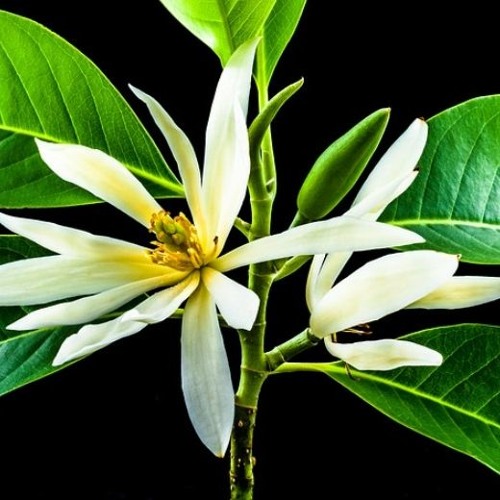 Stream Putih Kuning Bunga Cempaka by TAMBU_MERI WEST PAPUA | Listen ...