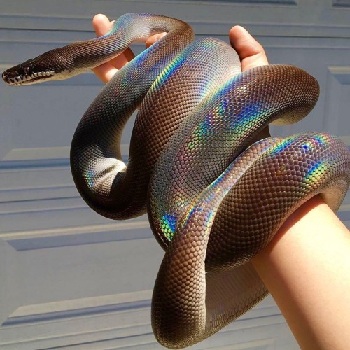 Stream Dj Ty - Enter The Snake by Dj-TY | Listen online for free on ...