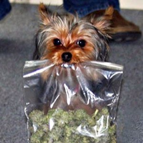 Stream Three Dogs Chillin' At the Park With a Fat Doob by soul leader ...