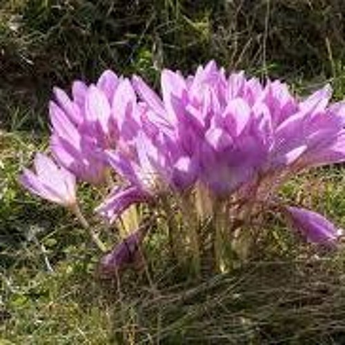 Stream Colchiques dans les prés by gilles.symphonist | Listen online ...