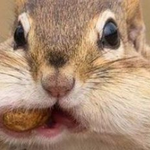 Really Fat Chipmunk