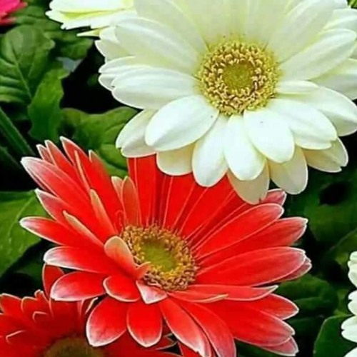 Stream When the boy in your arms cover by Joyce Kohler by JOYCE KOHLER | Listen online for free ...