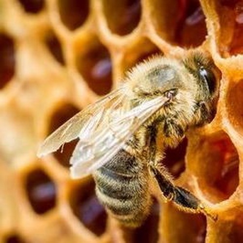 Stream Abeja Real by Pepe Wherrems | Listen online for free on SoundCloud