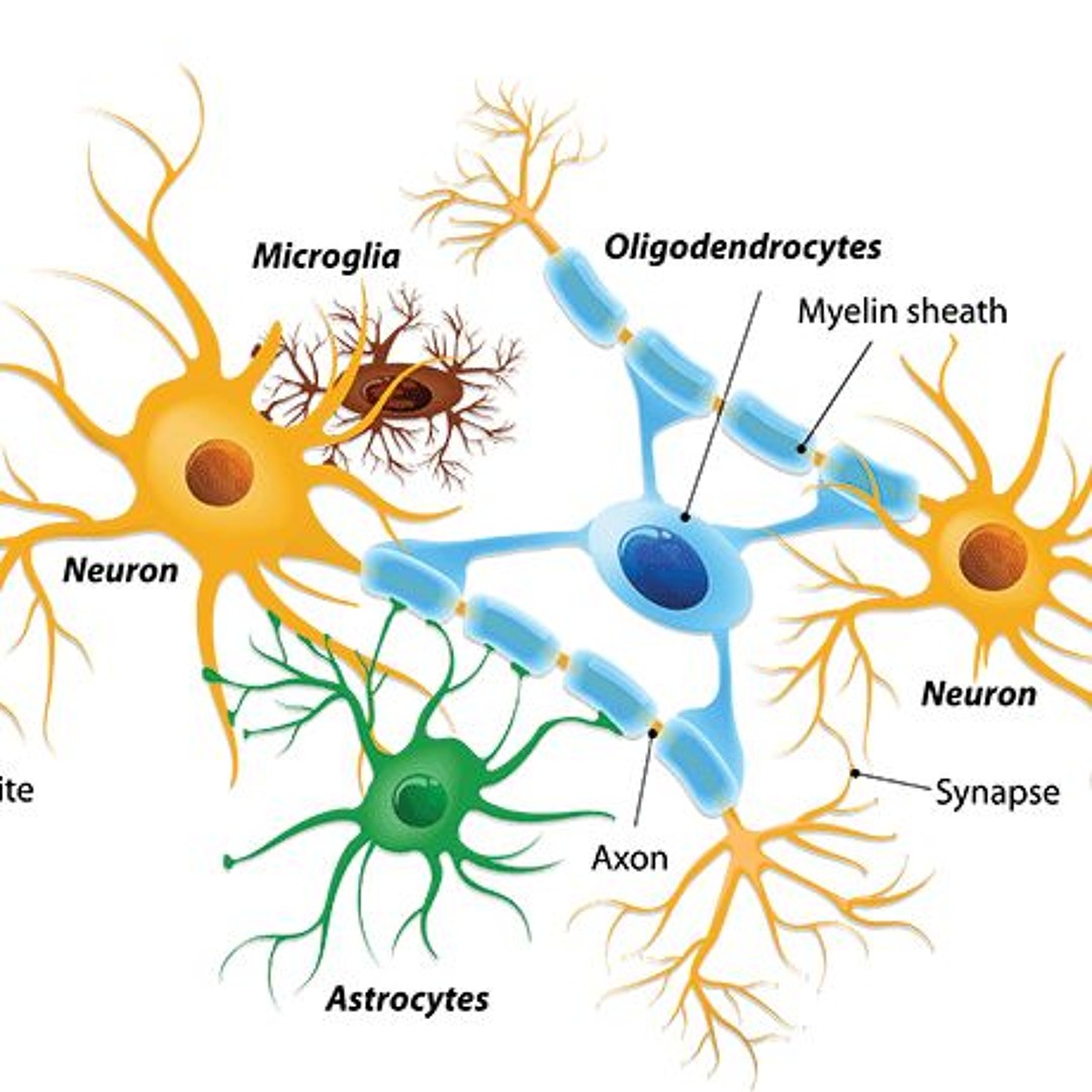 Stream episode Scientists Say: Glia by Science News Explores podcast ...