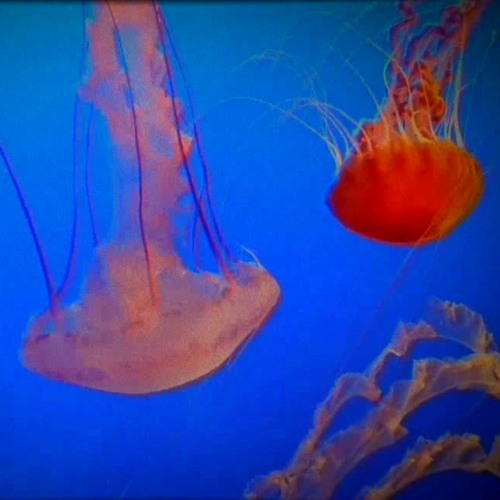 Stream Corpse Flower by Kali Rea | Listen online for free on SoundCloud