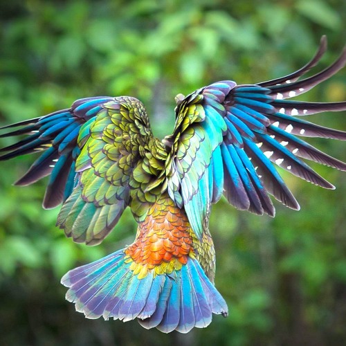 Stream Endless Flight - Babel Soundtrack Gustavo Santaolalla Cover by ...