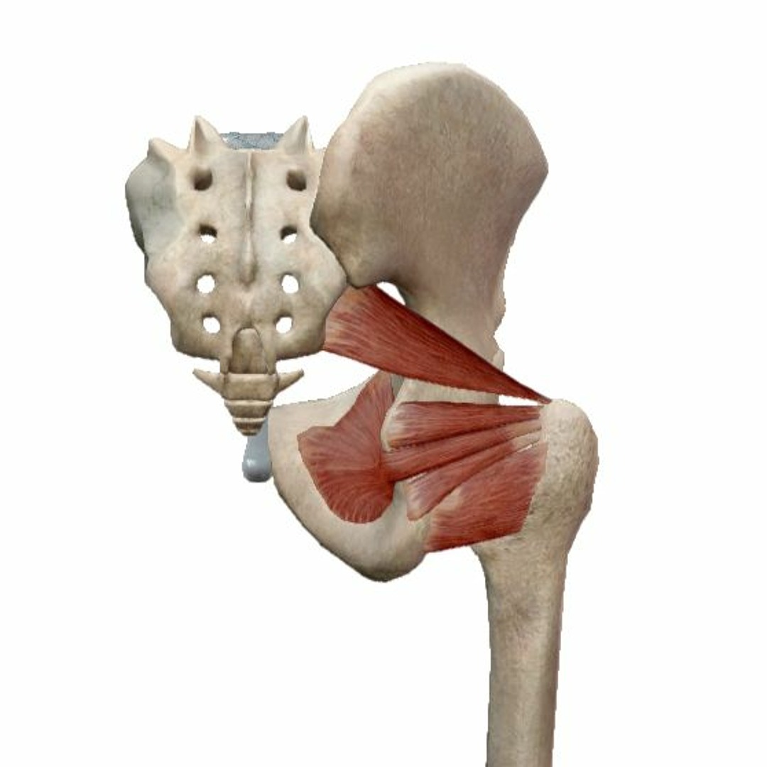Stream episode 6 Deep Lateral:External Rotators by Eliza podcast ...