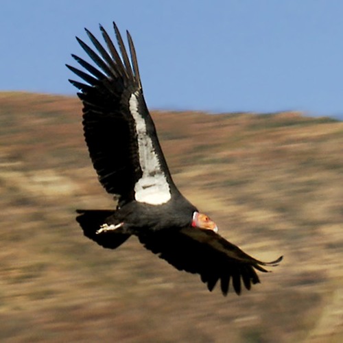 Stream The Condor's Shadow by Kpelland | Listen online for free on ...