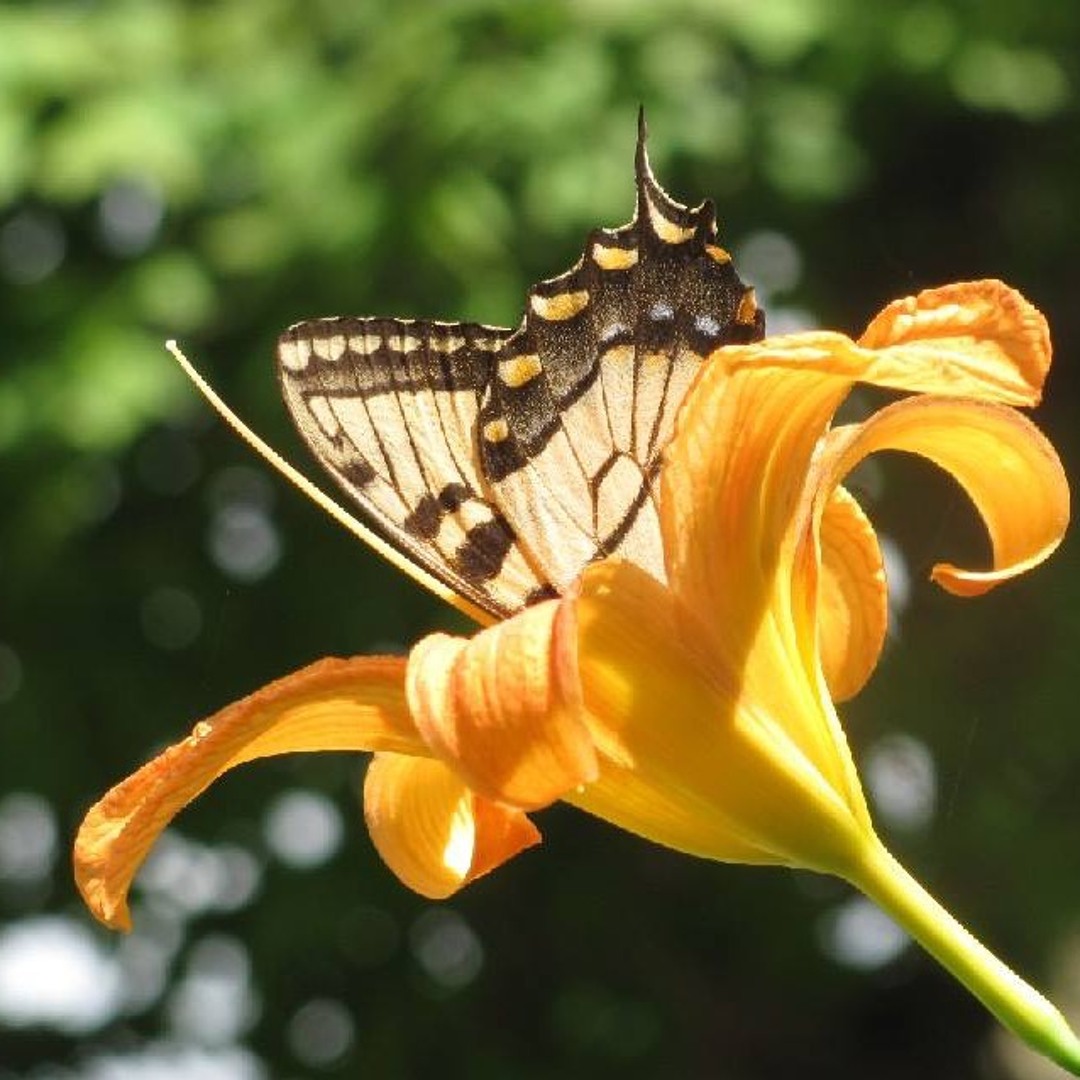 Stream Paradise - A Poem By Christina Finlayson Taylor by Ella | Listen ...