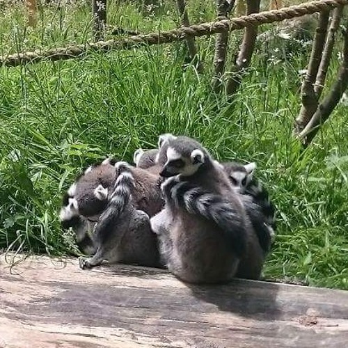 Stream A) Climate Change by Angela Mackellar | Listen online for free ...