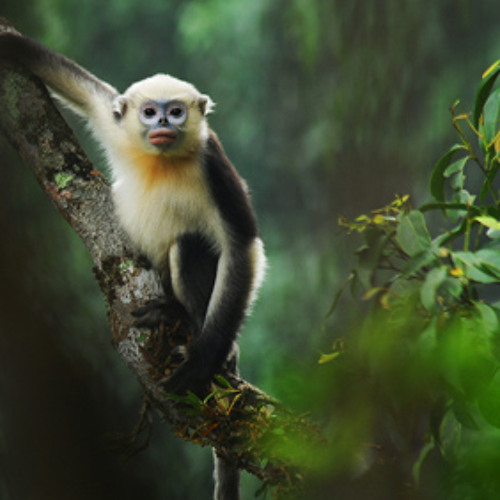 Stream 1st by Monkey Rad 7 | Listen online for free on SoundCloud