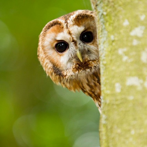 Stream episode Outdoor sounds by Louise Edge podcast | Listen online ...