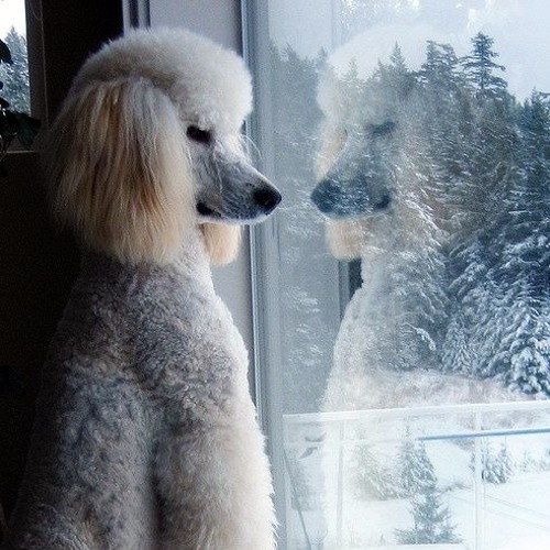 Stream justin bieber - hold tight (:P edit) by dj poodle emoji | Listen ...