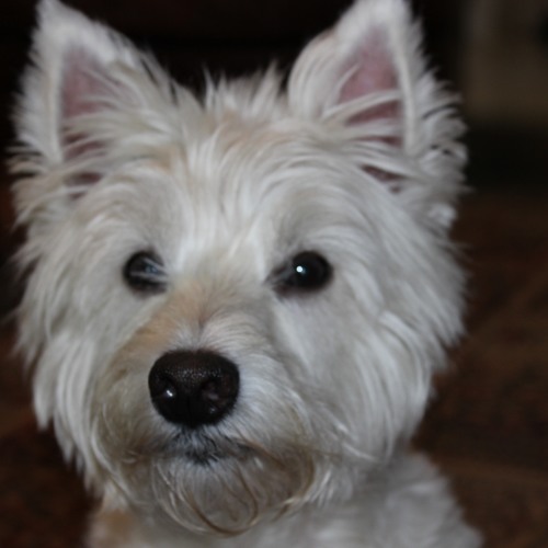 Stream IS Audio Story by Will Stern 3 | Listen online for free on ...