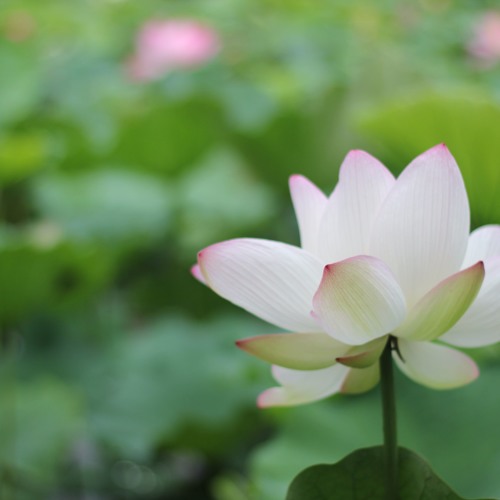 Stream Being With A Difficult Person Meditation By Natural Meditation Podcast Listen Online stream-being-with-a-difficult-person-meditation-by-natural-meditation-podcast-listen-online