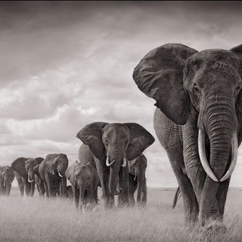 Stream Elephant Tusk by Evan Hatfield | Listen online for free on ...