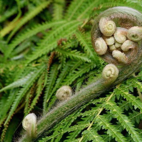 Stream Angus Macfarlane by mcowlet | Listen online for free on SoundCloud