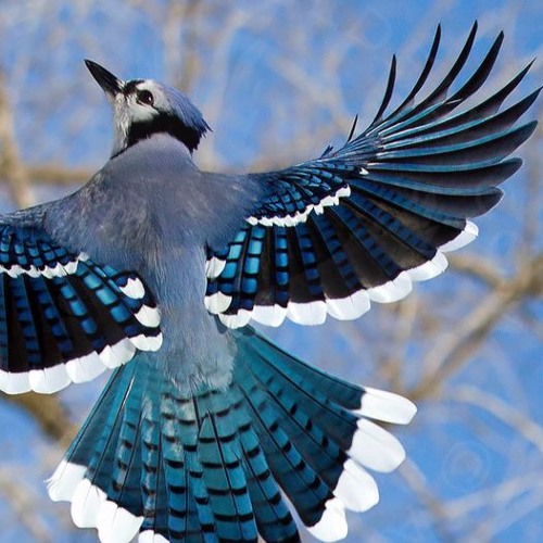 Blue Jay Wings Spread