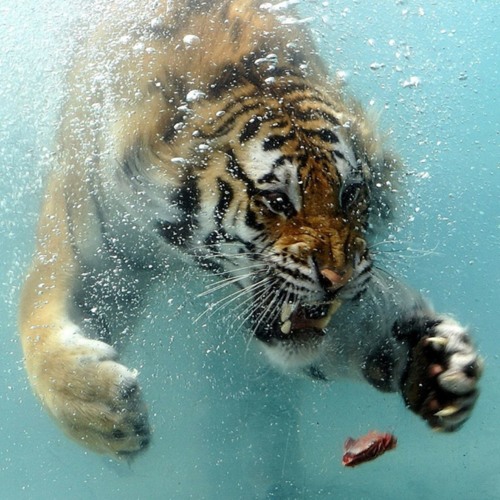 Stream Teminite - Party Time by BlitzSong | Listen online for free on ...