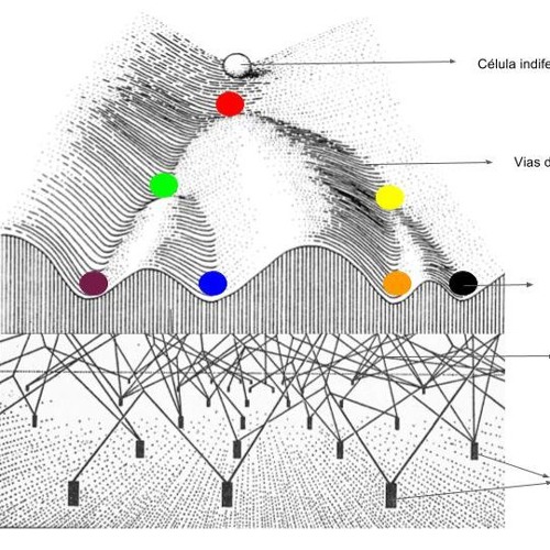 Stream Epigenetic Landscape by Hemiketal | Listen online for free on ...