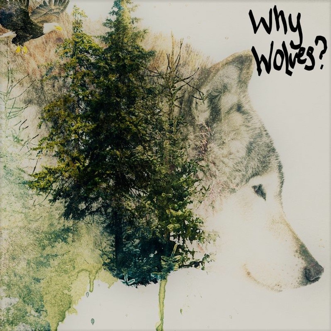 Stream episode Why Wolves? by Rochelle Russell podcast | Listen online ...
